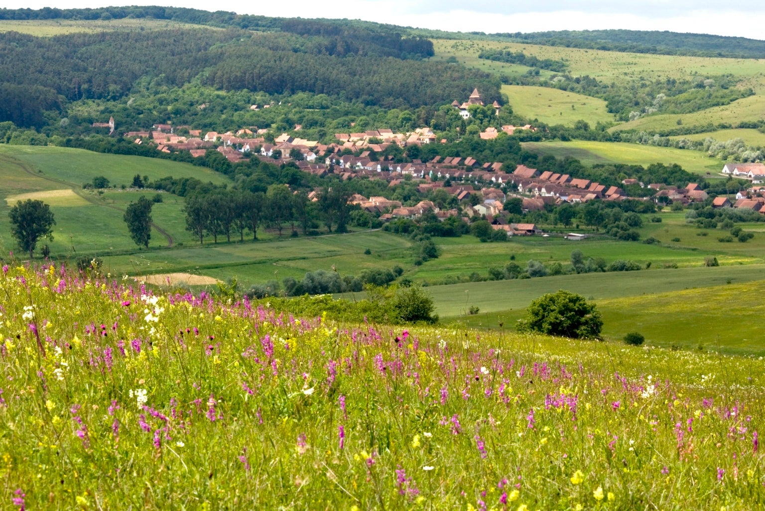 New Biodiversity Credits Could Save At-Risk Grasslands in Târnava Mare ...