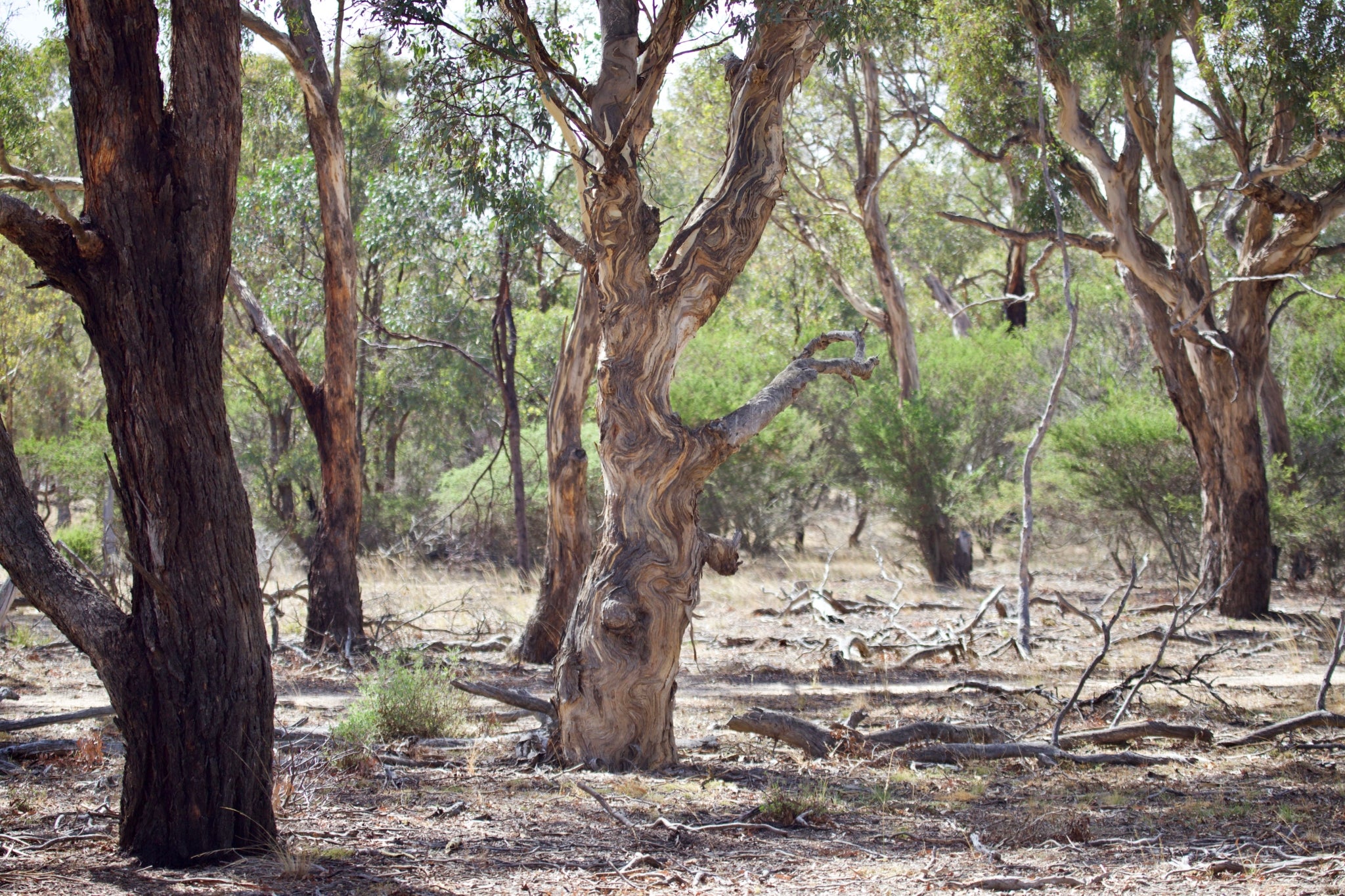 Odonata Foundation Launches AUD $2.5 Million Species Recovery Program ...