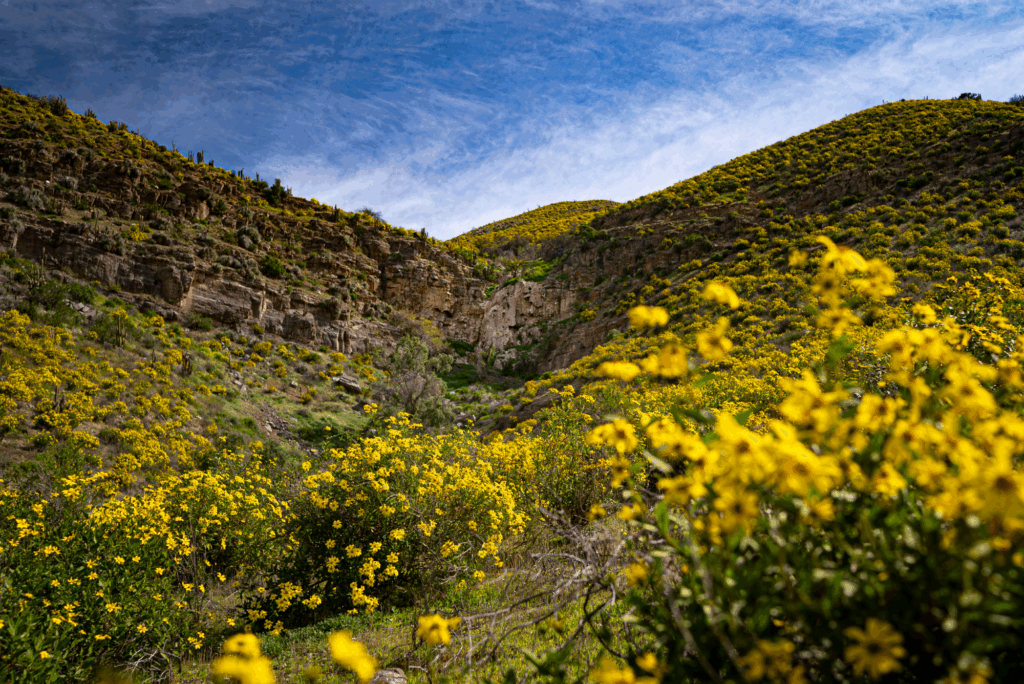 Fundación Tierra Austral - International Land Conservation Network